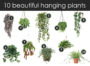Top 10 “dangling” hanging plants – Modern Plant Life