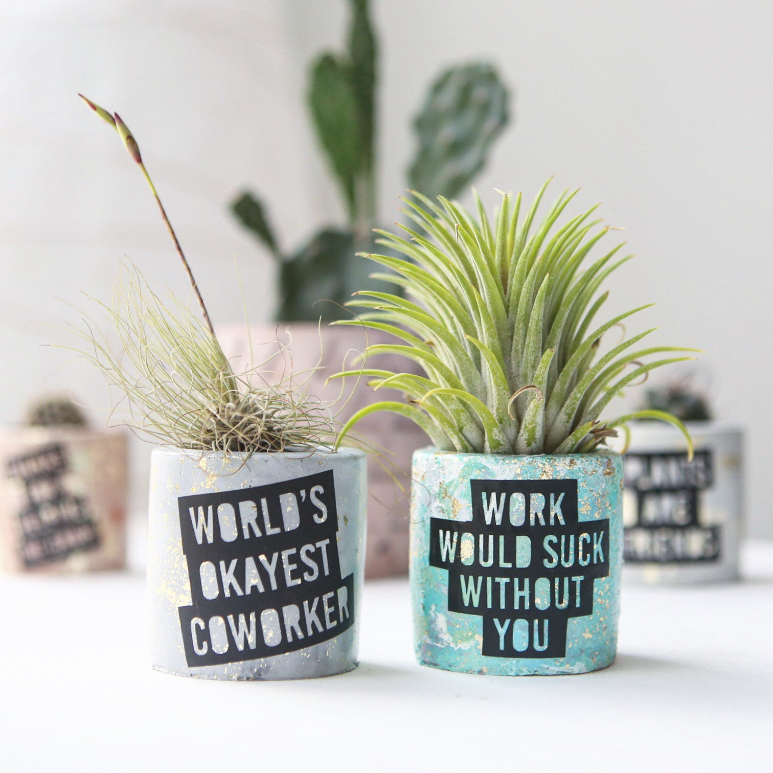 Air plant holder – Modern Plant Life